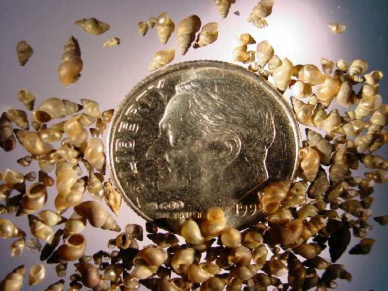 Latino Heritage Internship Program | Invasive Species – Why Crush the ...