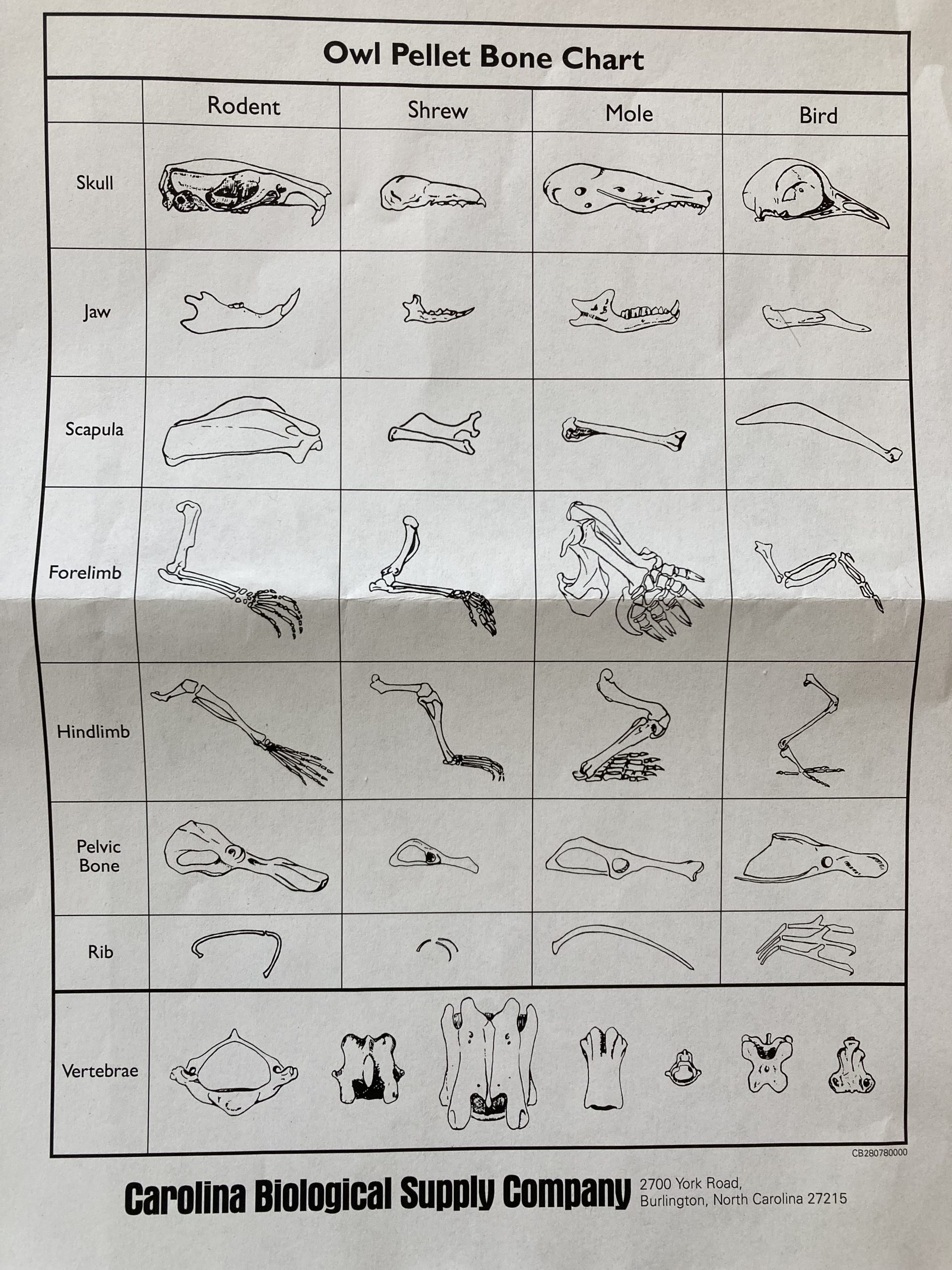 Latino Heritage Internship Program | Meeting tiny scientists – paola ...