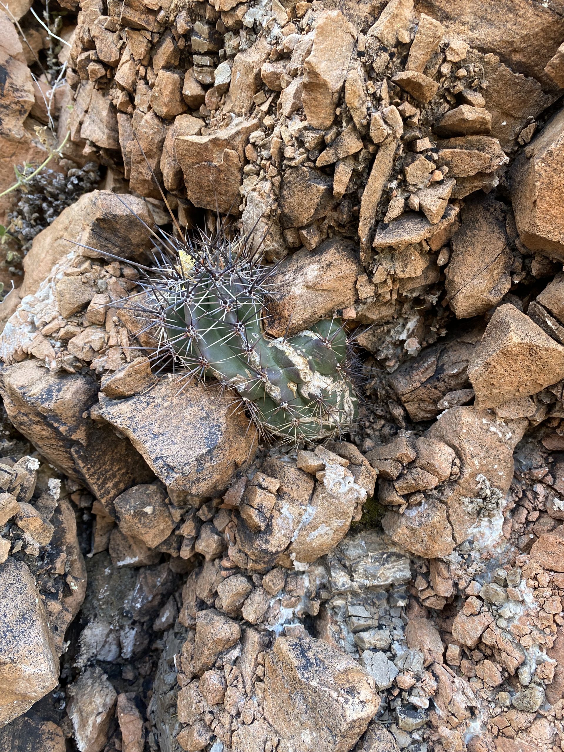 Latino Heritage Internship Program | Tonto National Monument: On The ...
