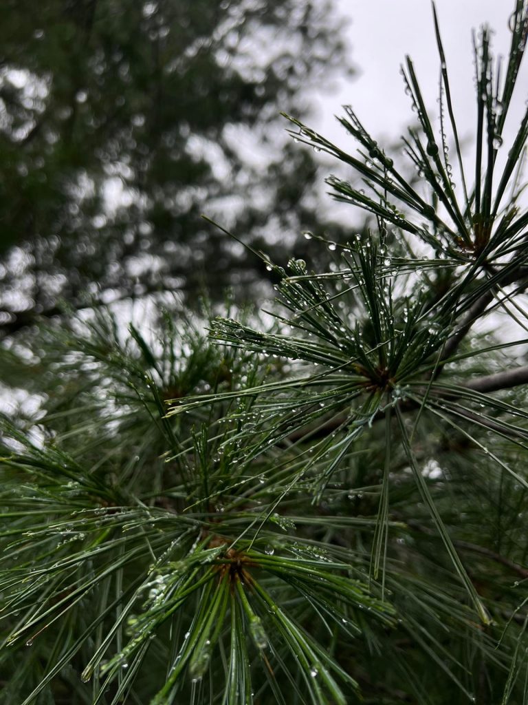 Latino Heritage Internship Program | More than counting trees