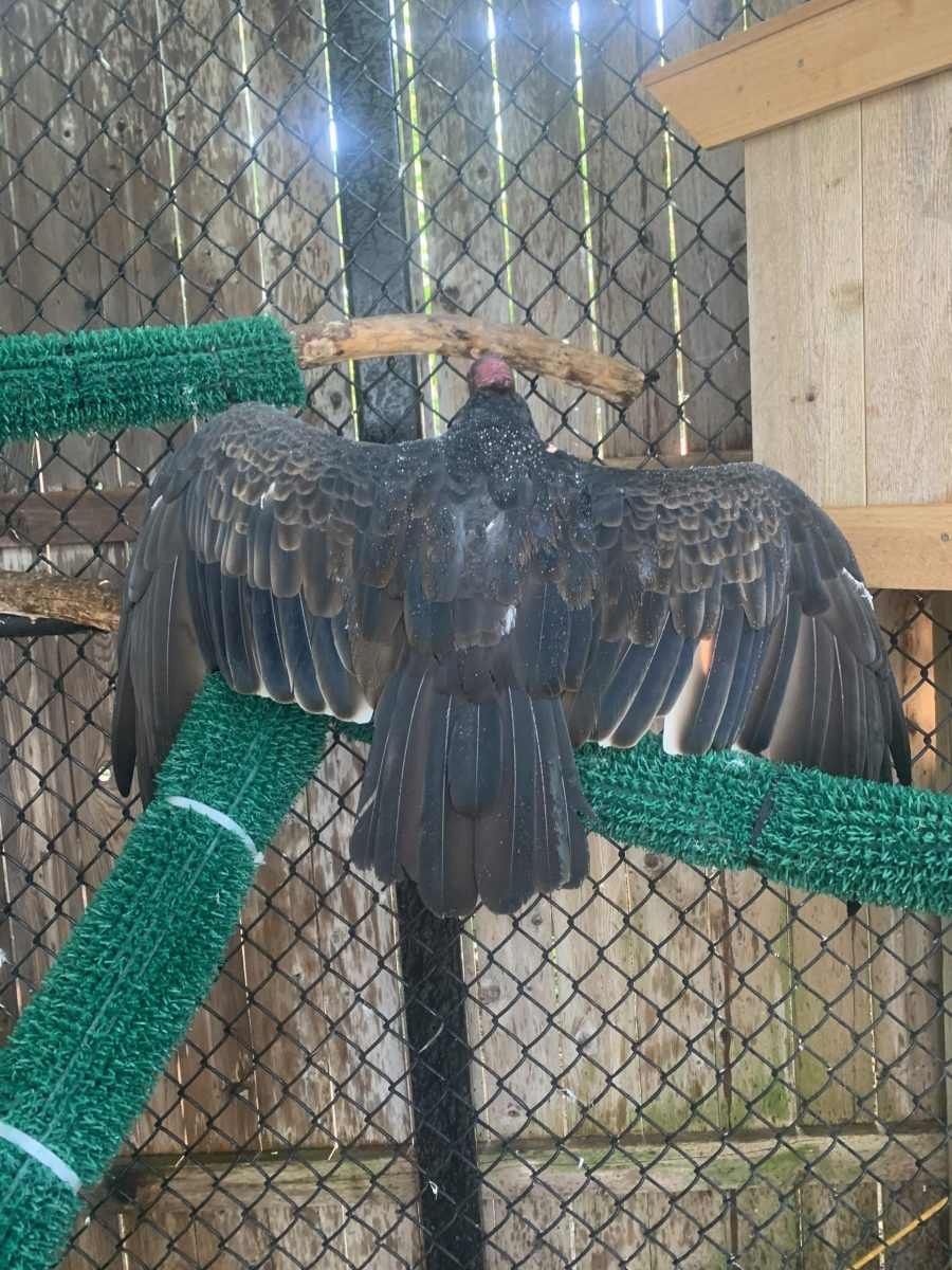 Latino Heritage Internship Program | Let’s Talk about Vultures