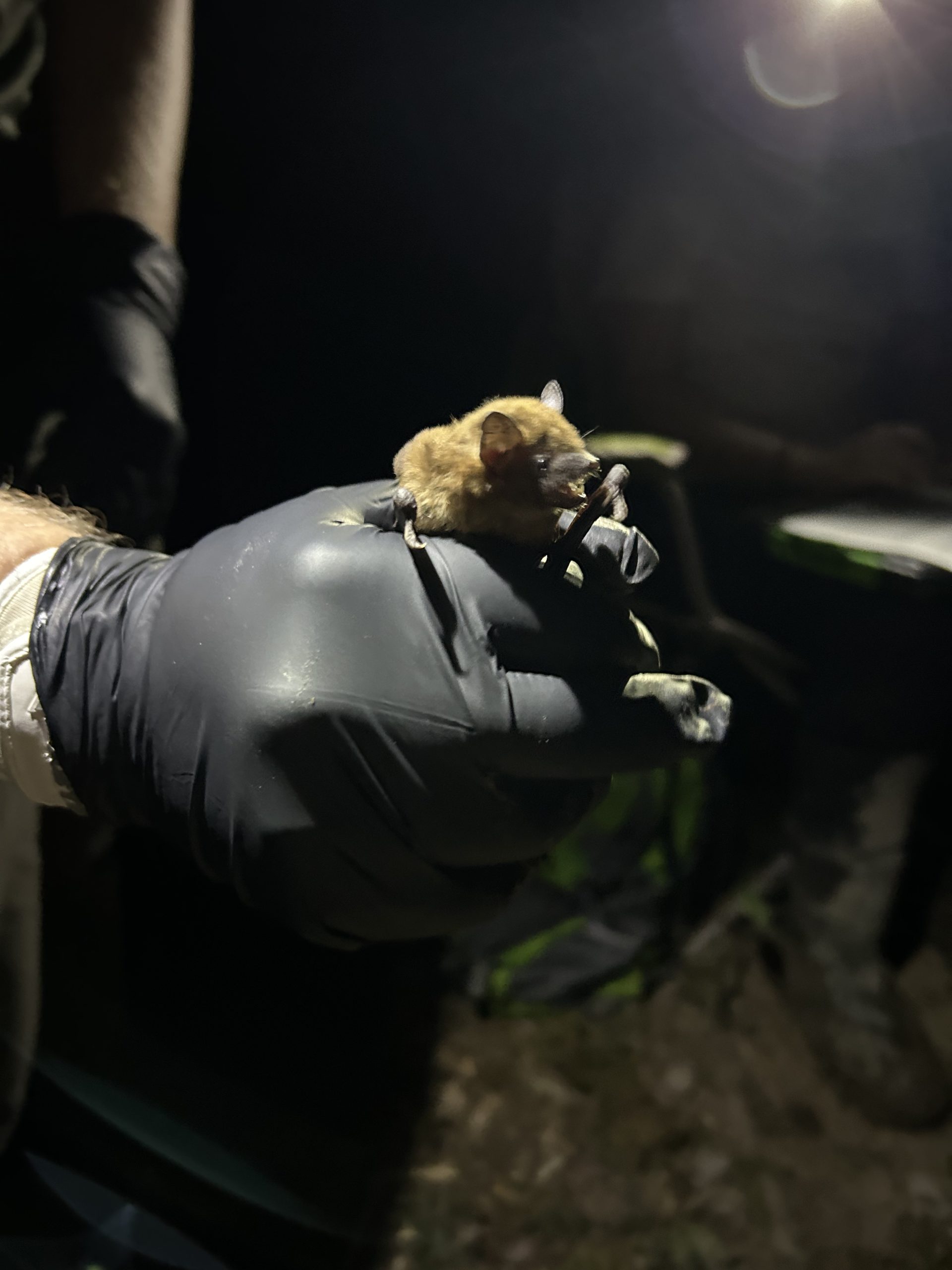 Latino Heritage Internship Program | The Bats Are Out At Mammoth Cave ...